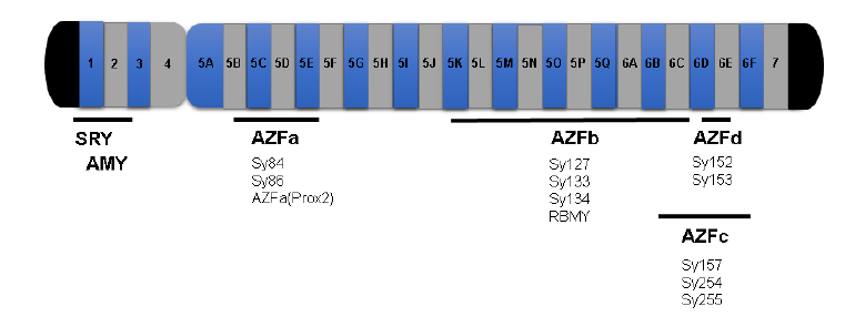 Y Chromosome Microdeletion Detection Kit – Genomed Biotech
